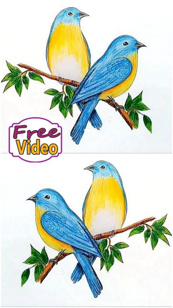 Quick Sparrow Drawing Ideas and Videos